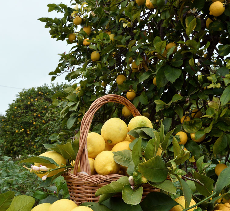 Limoni di Sicilia: Le Due Varietà Fondamentali - Pasam Agrumi