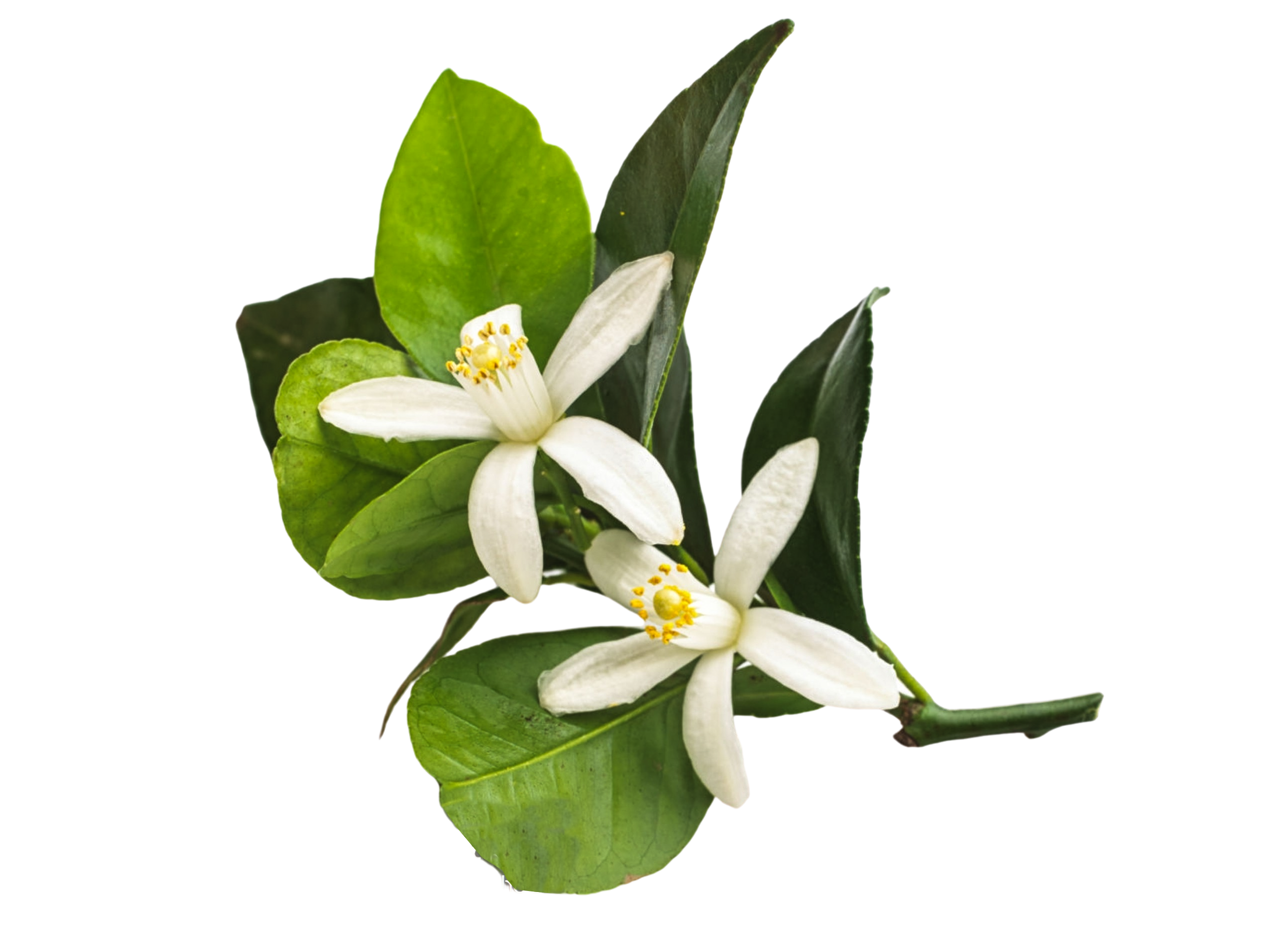 Pasam Agrumi - Vendita Limone Femminello Siracusano Bio