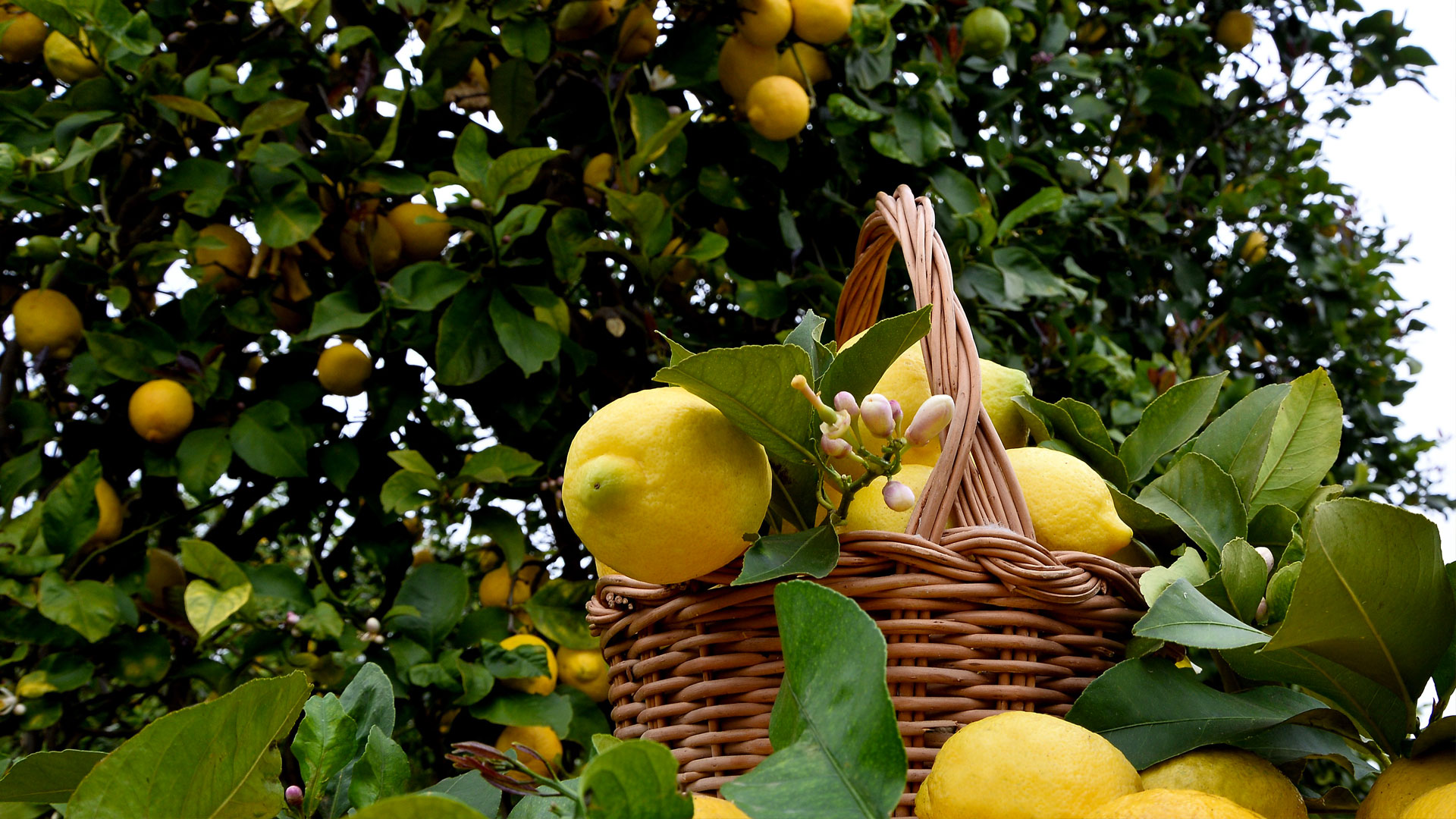 Limone di Siracusa IGP | Pasam Agrumi