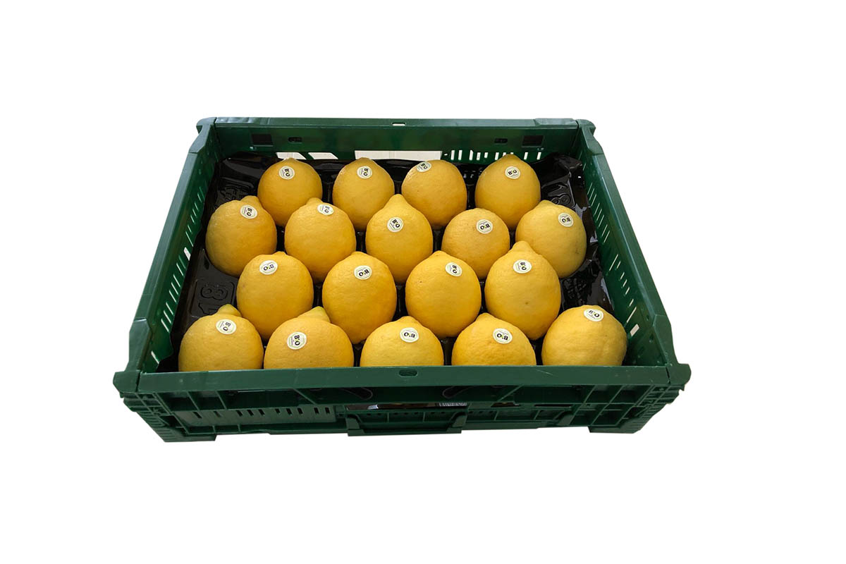 Primofiore Lemon - Pasam Agrumi