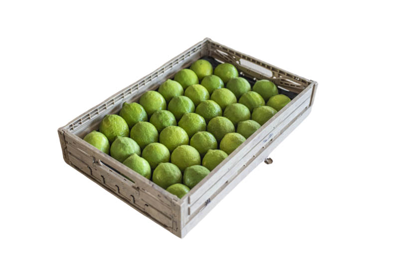 Verdello lemon - Pasam Agrumi