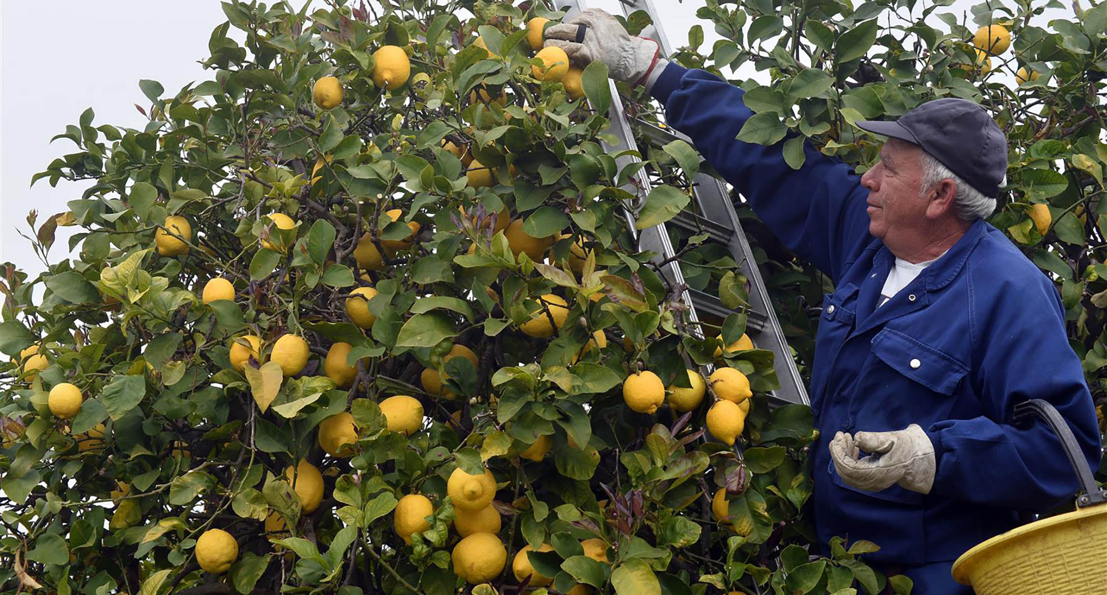 Limone Femminello Siracusano Biologico | Pasam Agrumi