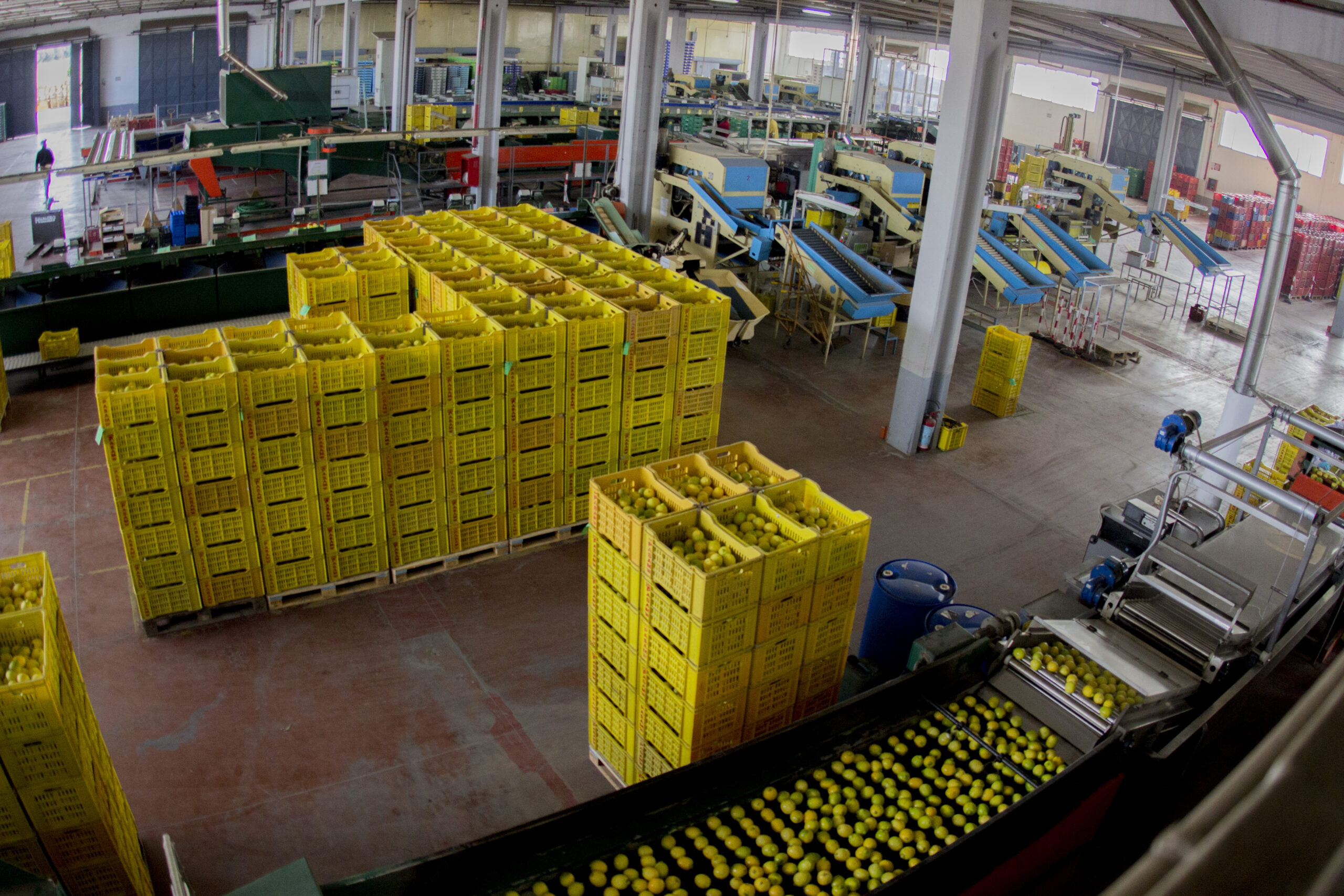 Bearbeitung - Pasam Agrumi