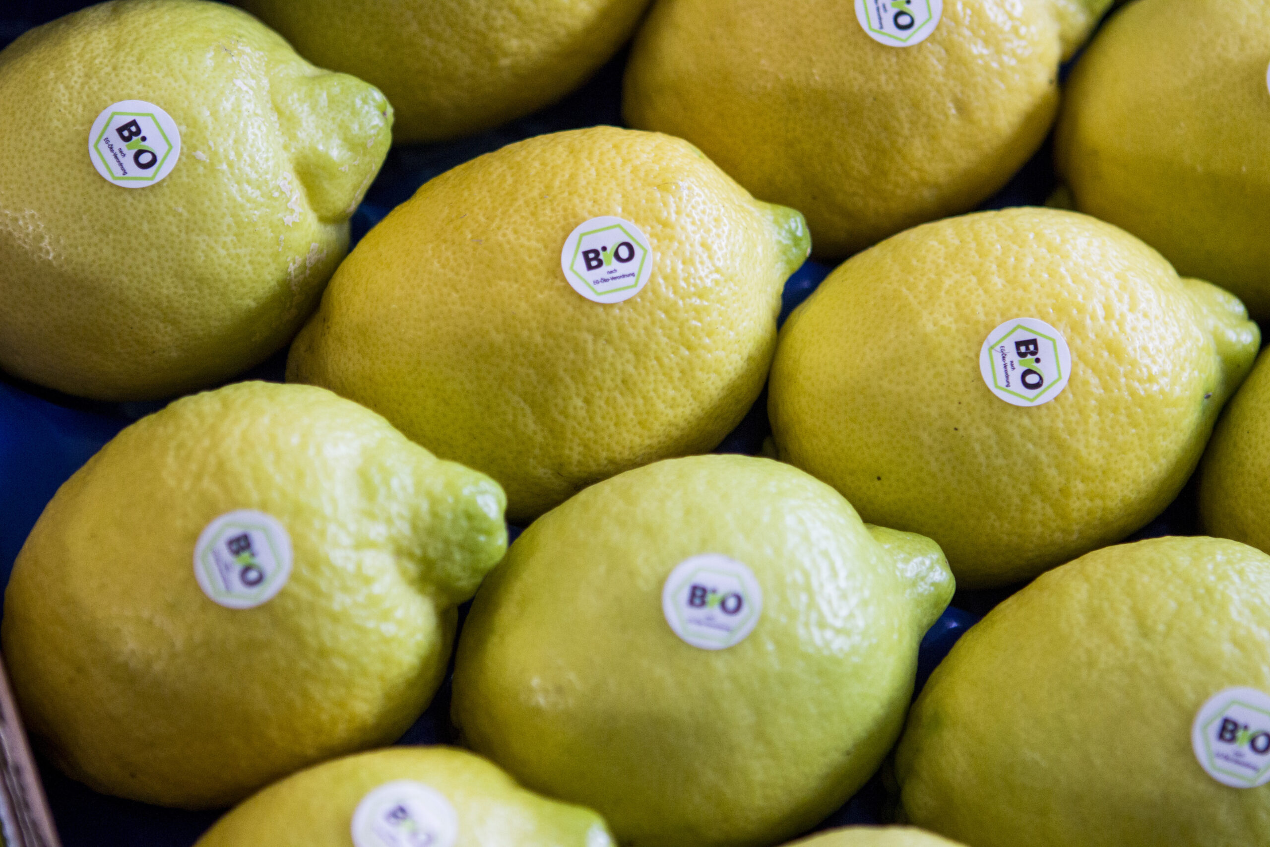 Limoni Sicilia | Ingrosso Limoni Siciliani | Pasam Agrumi