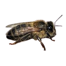 Limoni Sicilia | Ingrosso Limoni Siciliani | Pasam Agrumi